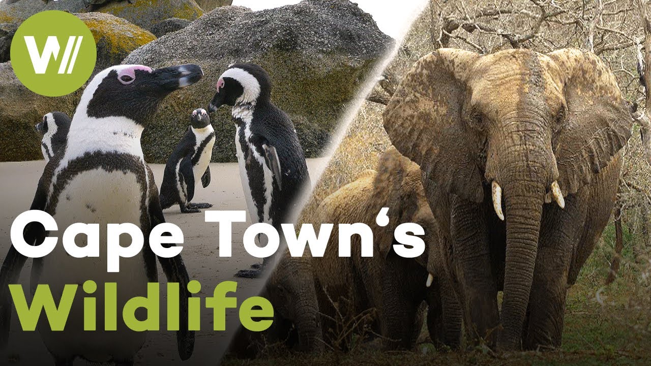 The Cape's animal kingdom: extraordinary wildlife between coast and ...