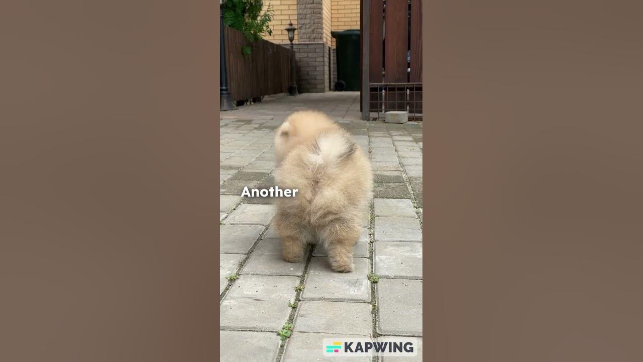 Adorable puppies, hilarious clumsy moments - YouTube