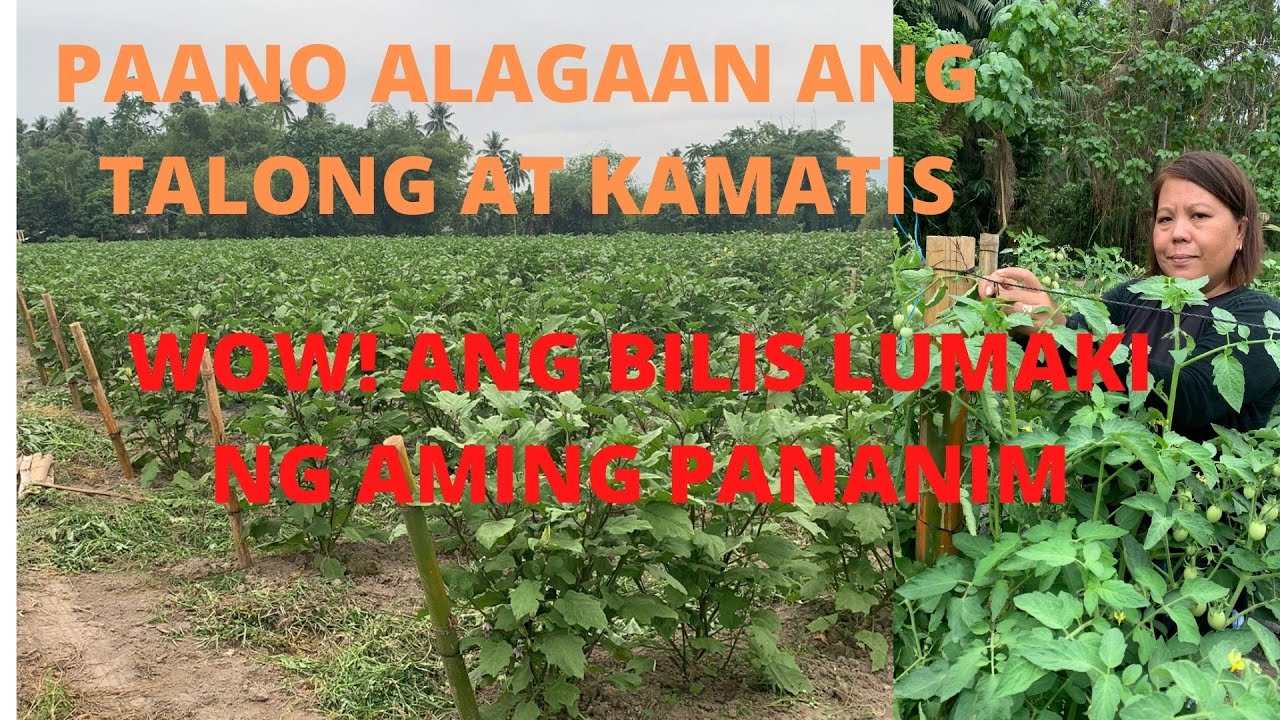 PAANO ALAGAAN ANG MGA TALONG AT KAMATIS PARA HINDI MATUMBA II AT ...