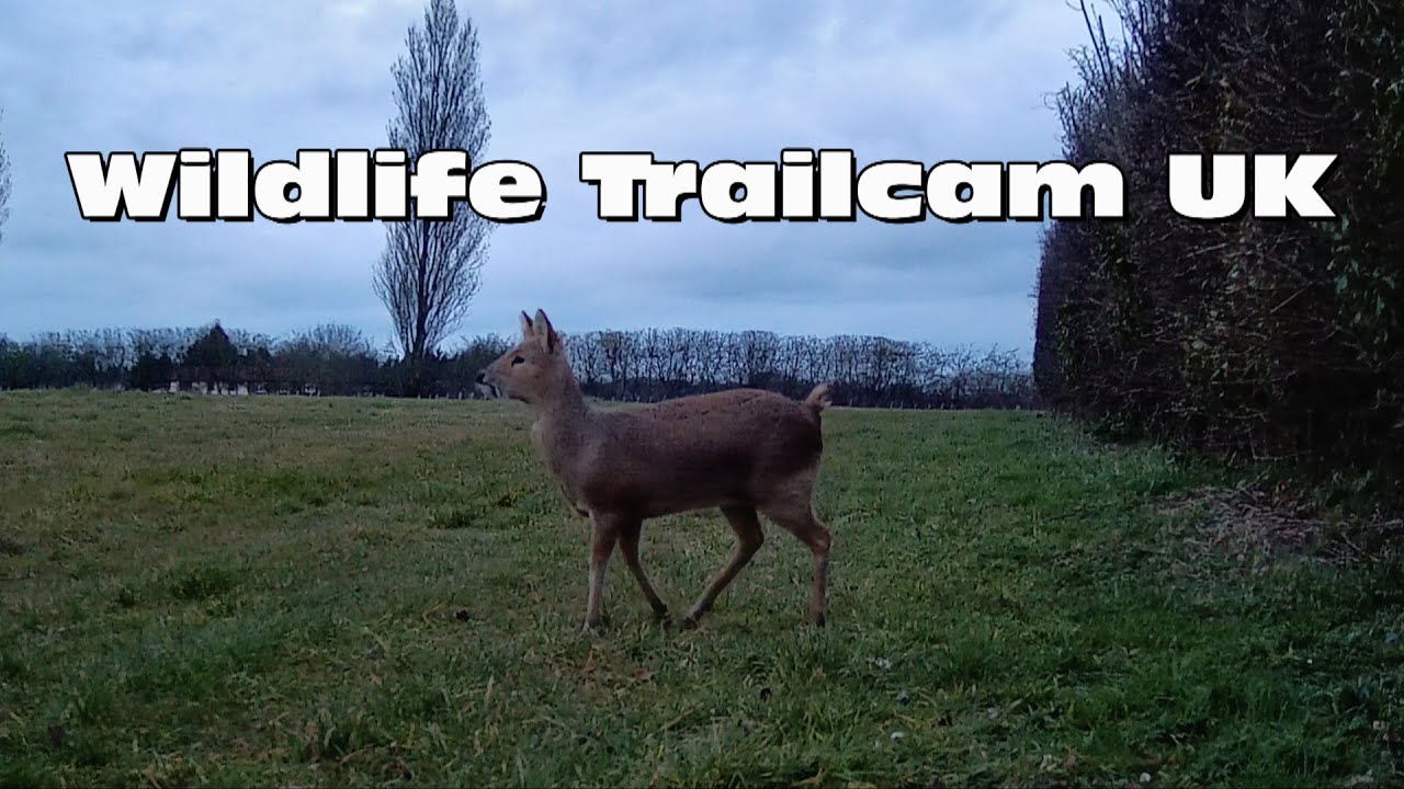 Roe deer sniffs the camera! Trail camera Thursday - YouTube