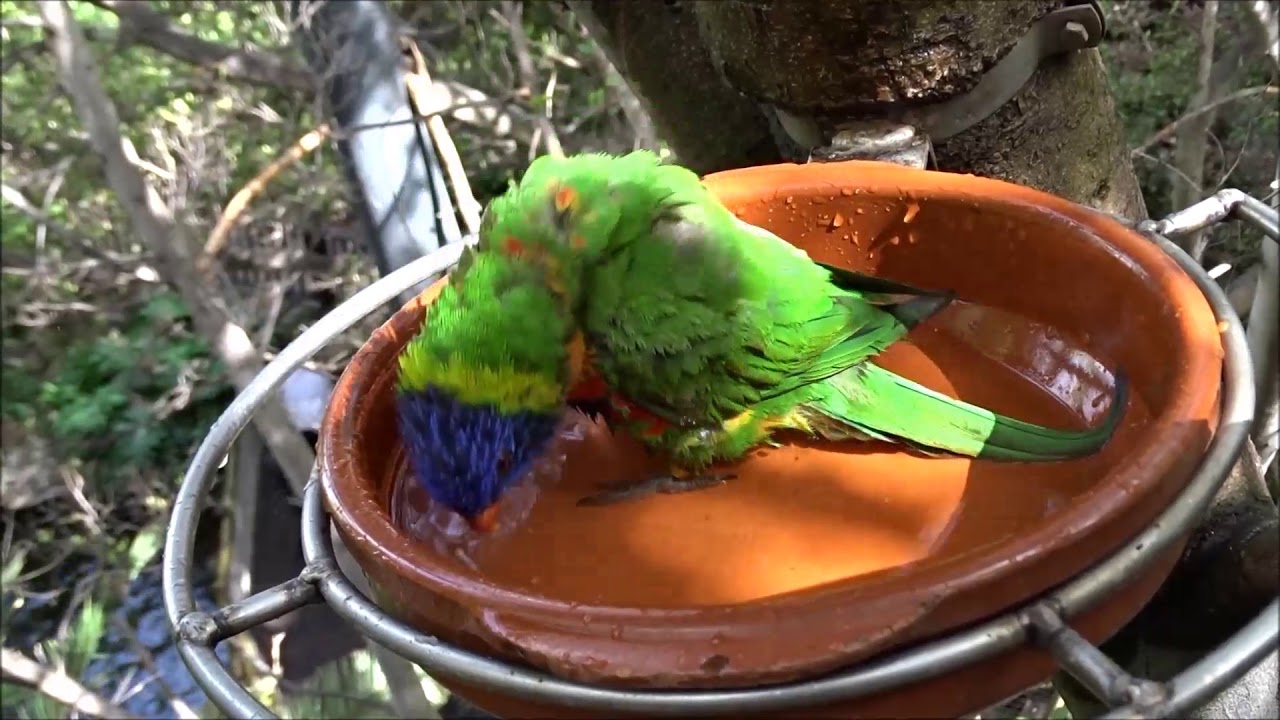 Loro Parque Katandra Treetops Teneriffa - YouTube