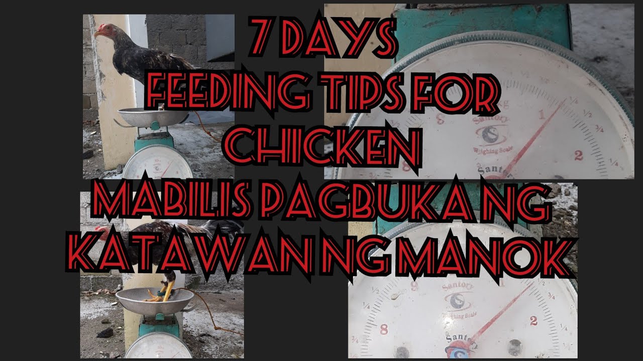 Pampabuka ng Katawan ng Manok | 7 days Feeding tips for chicken - YouTube