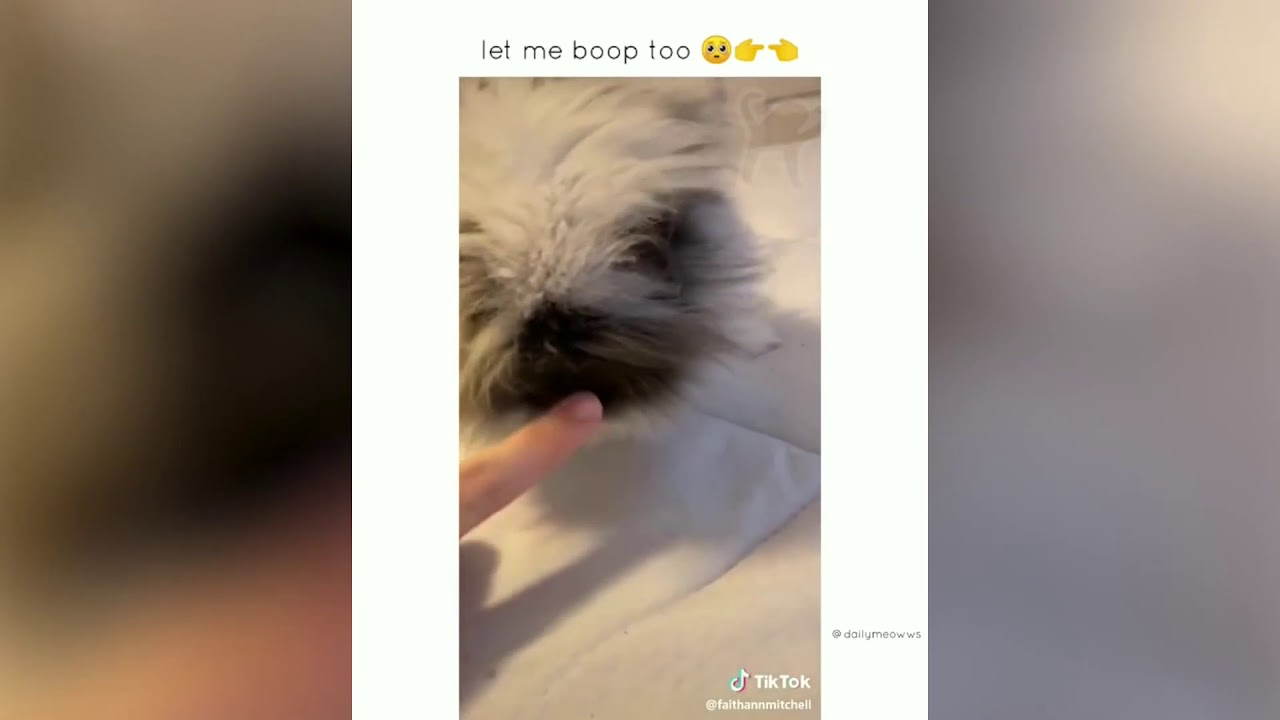 Try not to laugh - BEST CAT MEMES COMPILATION OF 2020 - YouTube