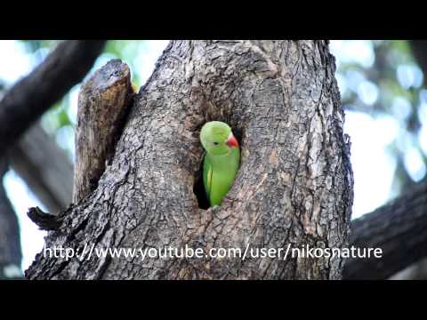 Nestling Rose-ringed parakeets ready to leave their nest