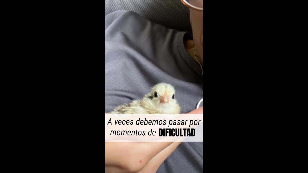 🐣 Ver nacer un pollito me recordó que Dios siempre habla… incluso en lo ...