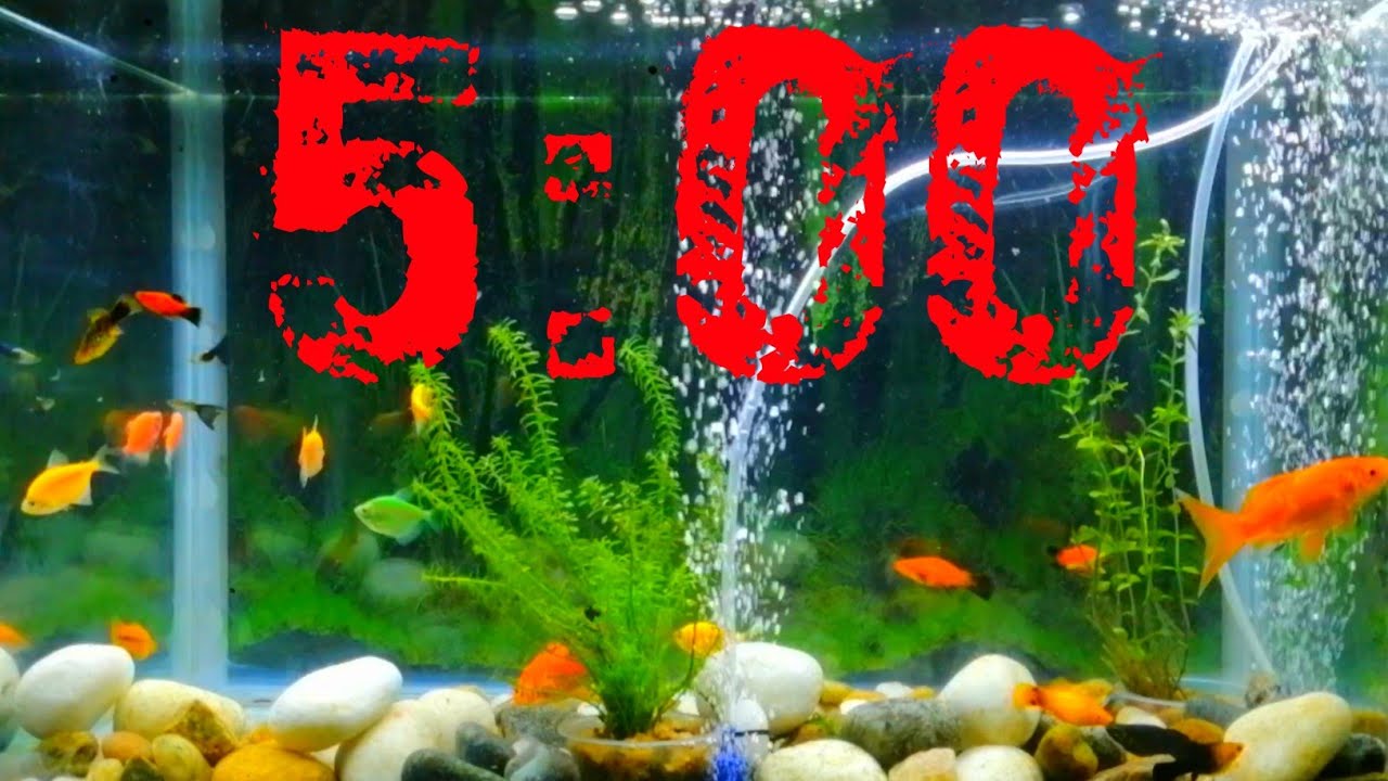 5 Minute Aquarium Fish Tank Countdown Timer | Relaxing Fish Tank | Calm ...
