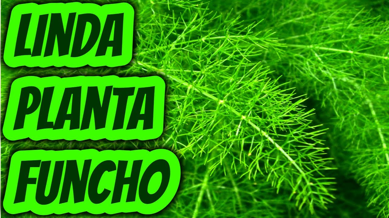 Planta erva medicinal funcho conhecida por Aneto-odorante Aniz-doce ...