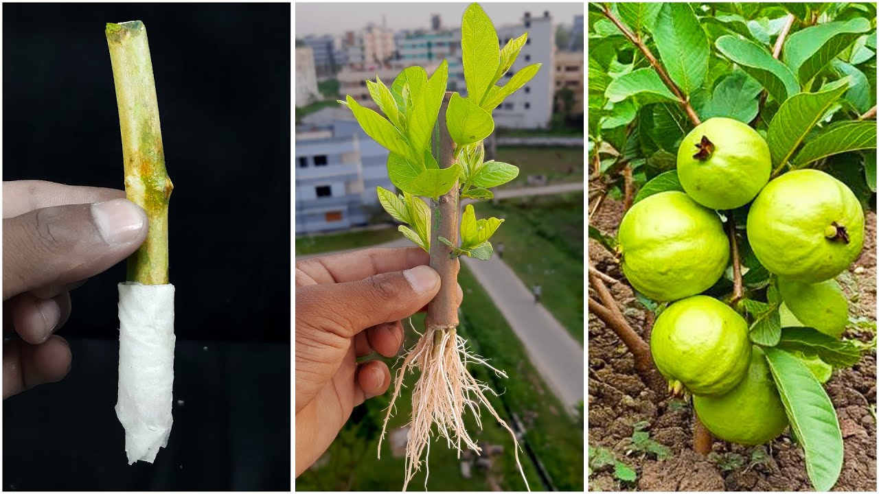 Growing Guava tree from cutting | Easy Way to Grow Guava plant From ...