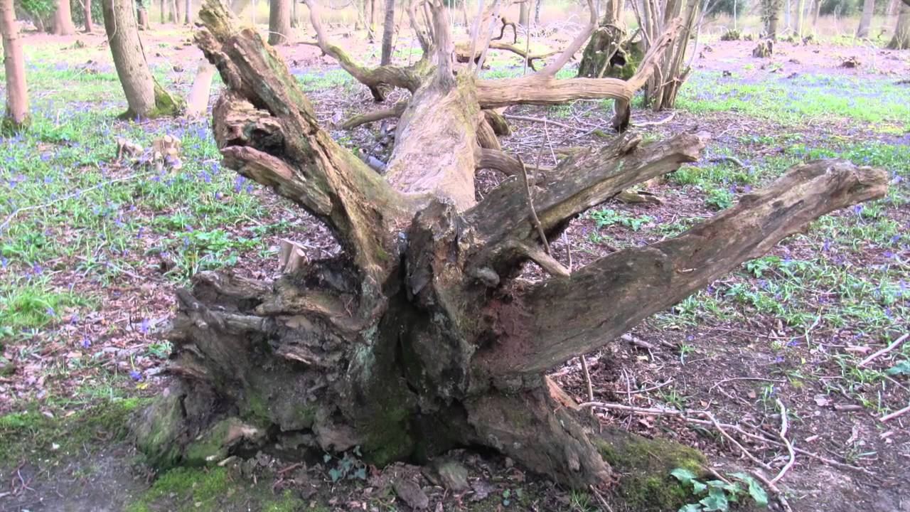 Norfolk Wildlife Trust's 90th Anniversary - Our Challenge - Part 5 ...