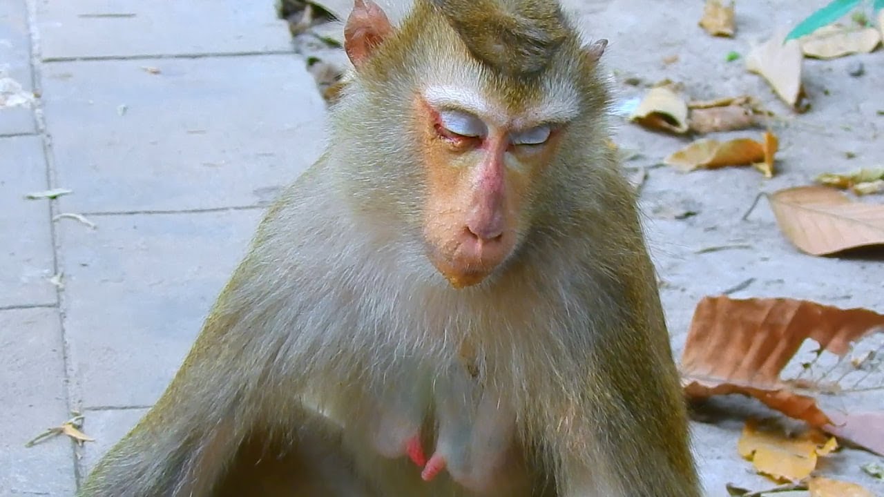 Breaking news! Now, Monkey Luna has been released by Apsara officials ...