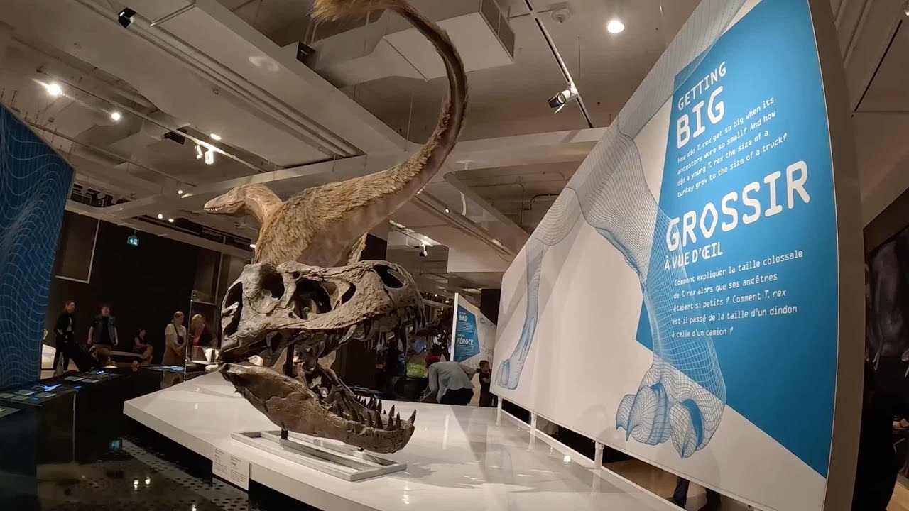 Royal Ontario Museum Summer 2023 Toronto Ontario Canada T. rex: The ...