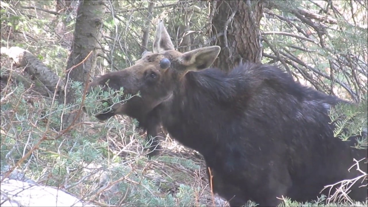 Lake Blanche trail bull moose, Big Cottonwood Canyon, Utah, starting to ...