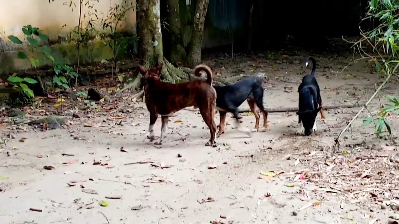 Bangladeshi Dog Funny video - YouTube
