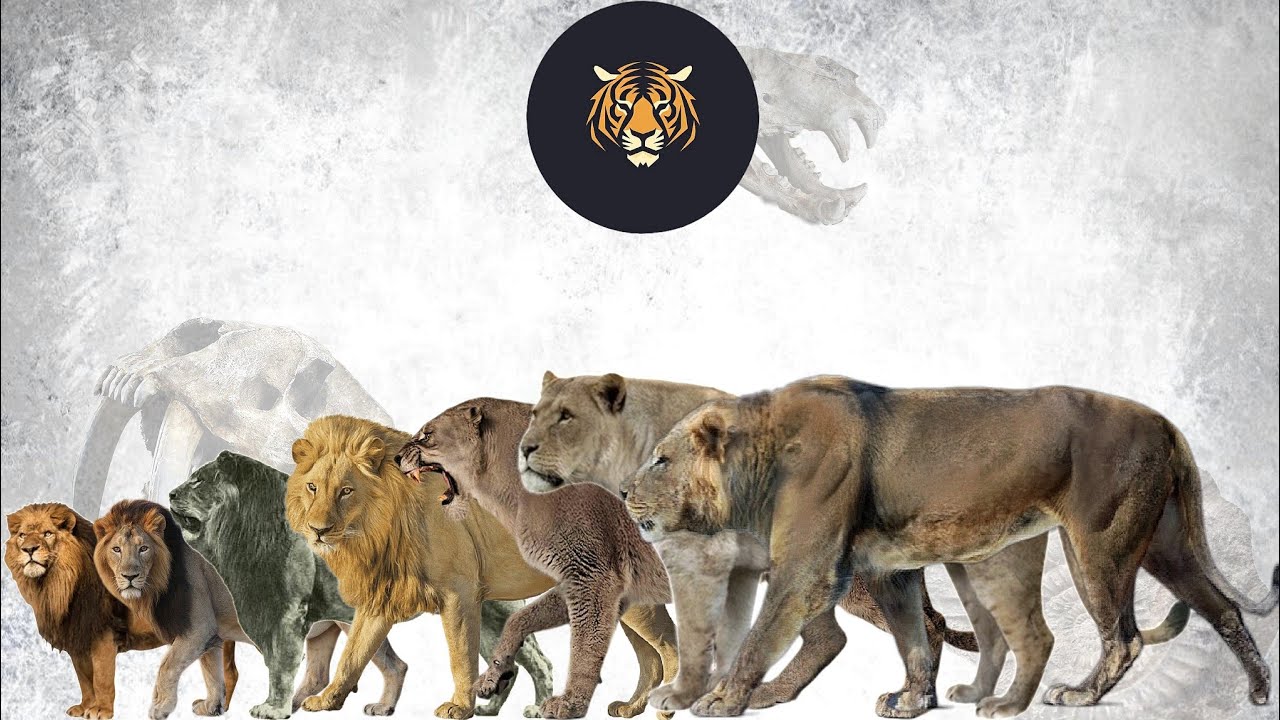 Lion Species Size Comparison Living Extinct Youtube 5104