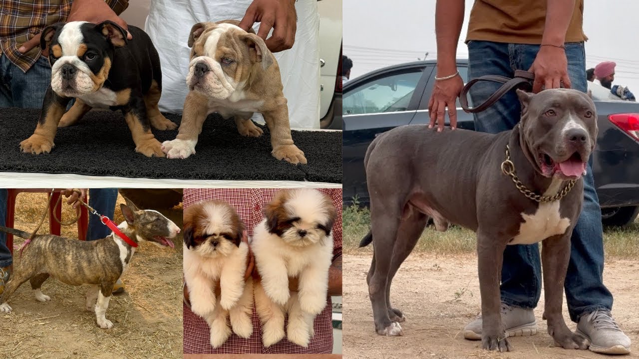 Exotic Dogs in Bathinda Dog Show Punjab November 2024🔥Puppy market at ...