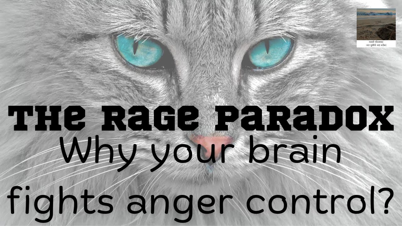 "The Science of Anger: Why It's Unstoppable Once Triggered" - YouTube