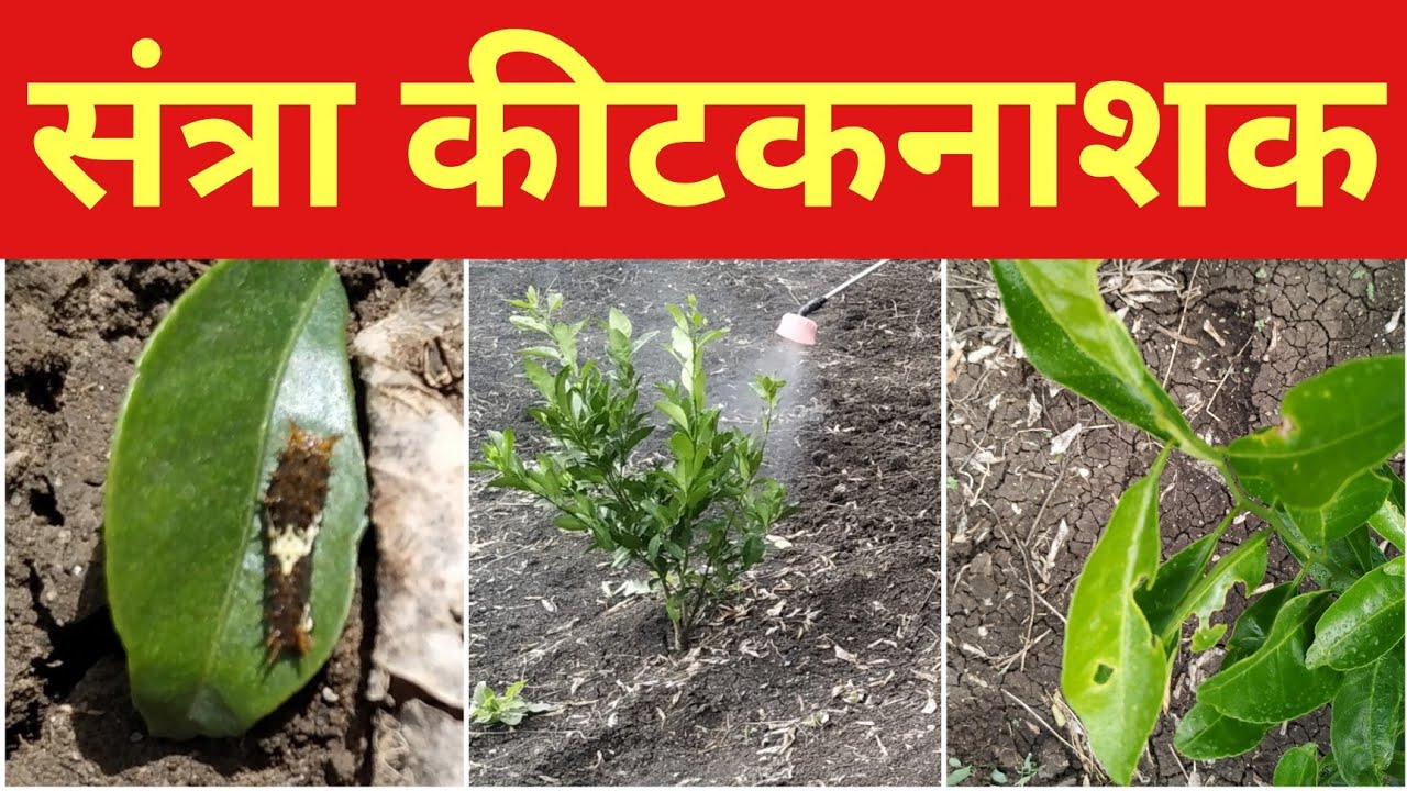 संत्रा कीटक orange insecticide santra kitnashak | how to protect orange ...
