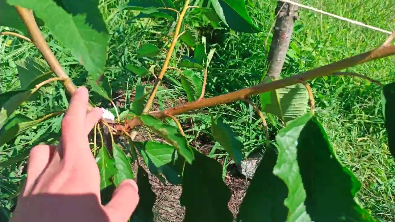 Черешня Стаккато, первый год после посадки (весна 2023), обзор сорта ...