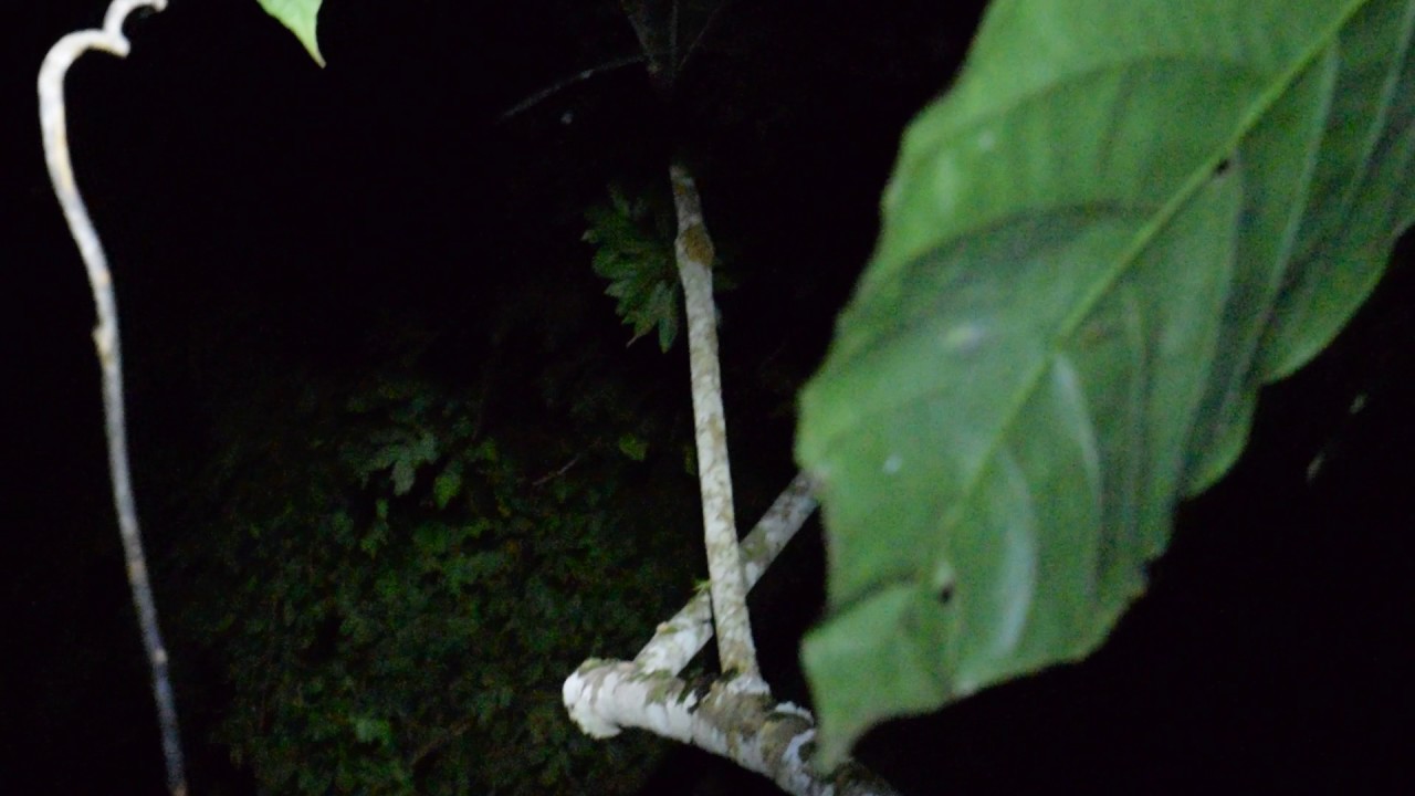 Potos flavus. Jupará- Quincaju - YouTube