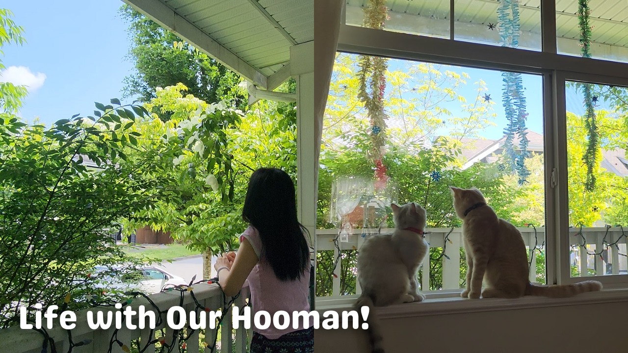A Cozy Morning with My Hooman Mama Together 🐾 - YouTube