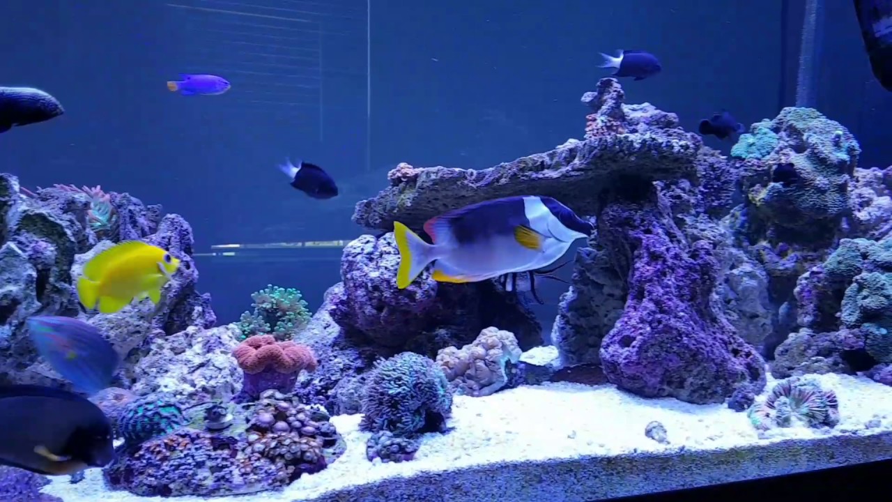 New reef tank setup - YouTube