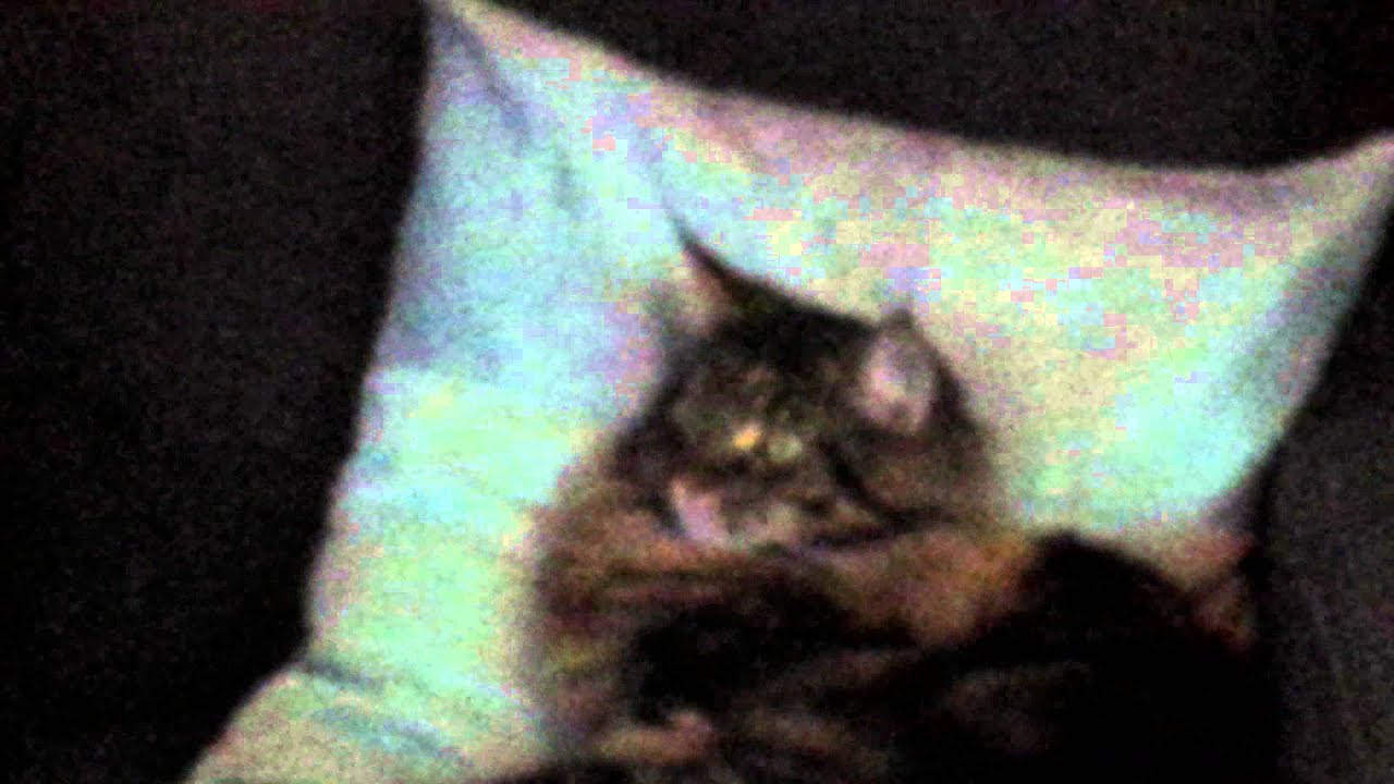 Top Gear cat - YouTube