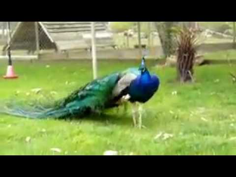 Peacock (mayur) - YouTube