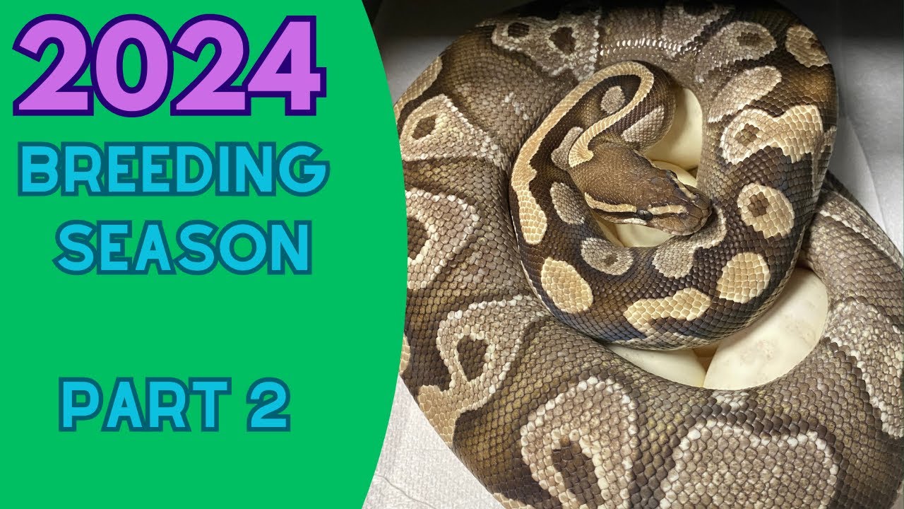 2024 Ball Python breeding plans - Part 2 - And here come the recessives!! - YouTube