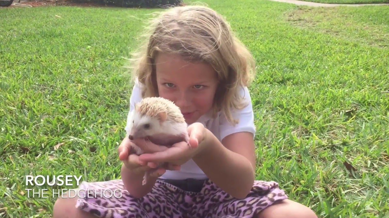 Pet Spotlight: Meet A Hedgehog - YouTube