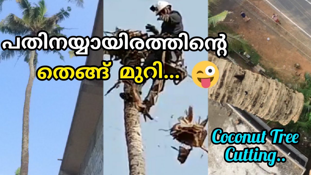 പതിനയ്യായിരത്തിന്റെ തെങ്ങ് മുറി I Biggest Coconut Tree Felling Down I ...