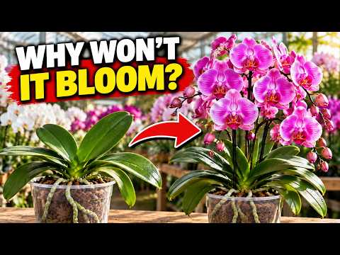 Orchid Not Blooming? Do These 6 Things to Make It Flower Again!