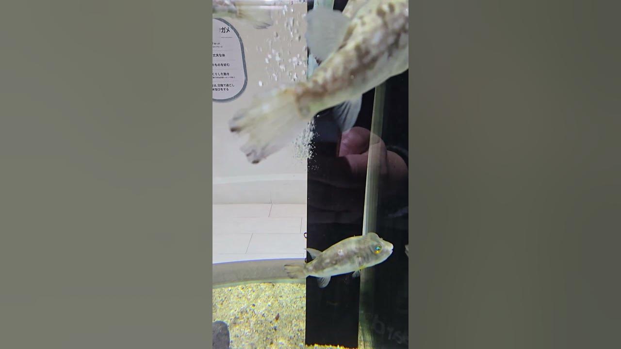 2025年2月15日 NIFREL - YouTube