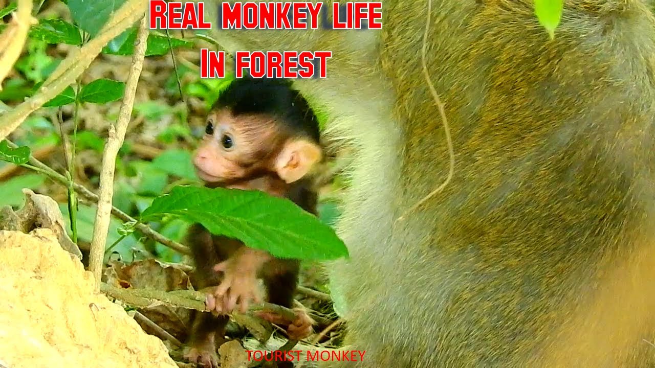 Real monkey life in forest, Monkey love to live in natural life,Tourist ...