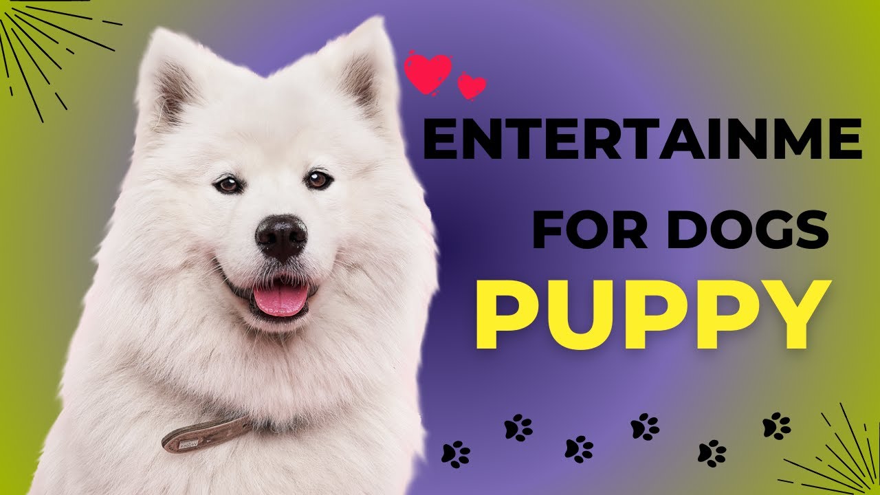 DOG TV Best Video Entertainment for Dogs Music Prevent Boredom and Fun ...