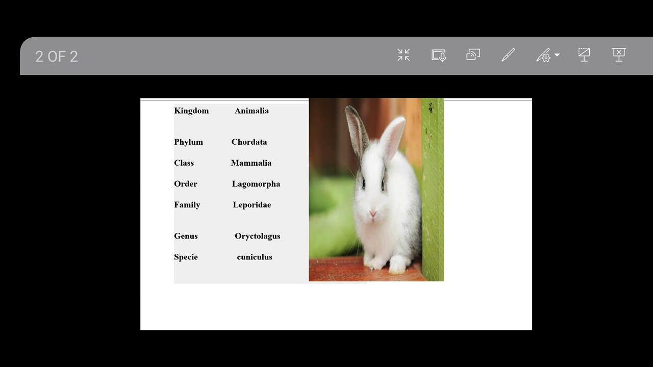 scientific classification of rabbit 🐇 - YouTube
