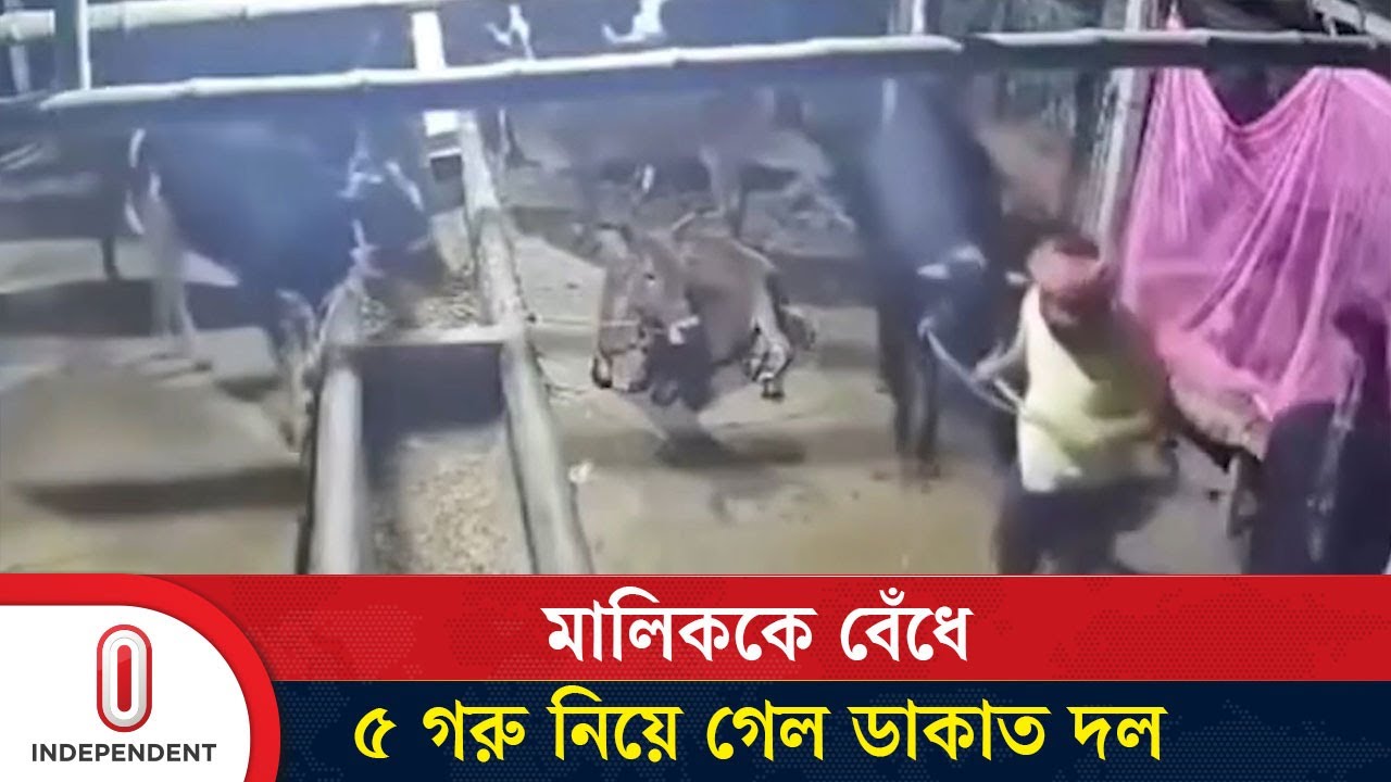 কুমিল্লায় মালিককে বেঁধে ৫ গরু নিয়ে গেল ডা//কা//ত দল | Comilla | Independent TV - YouTube