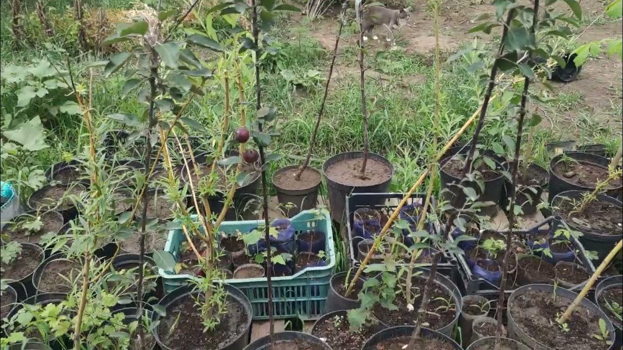 Красномясое яблоко Байя Мариса ЗКС - YouTube