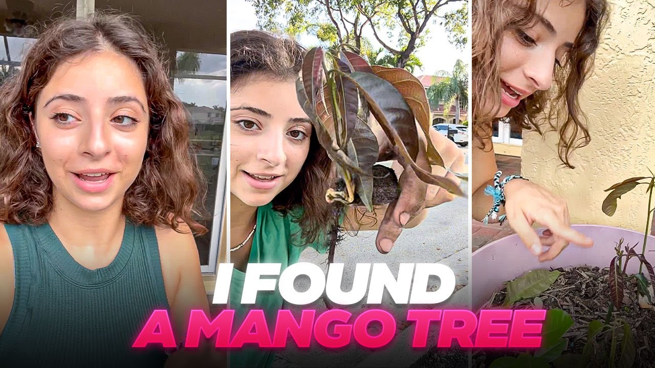 Every Video on the Viral Mango Tree (including exclusive footage) - YouTube