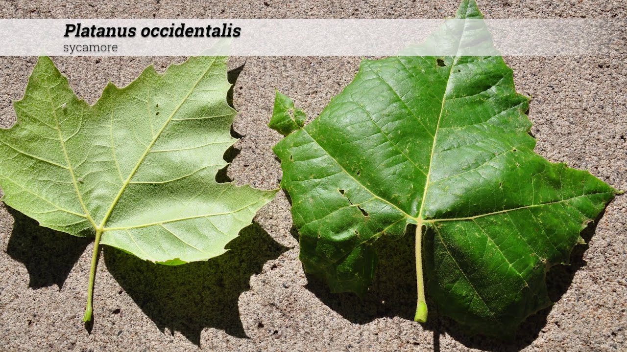 Platanus Occidentalis Leaf