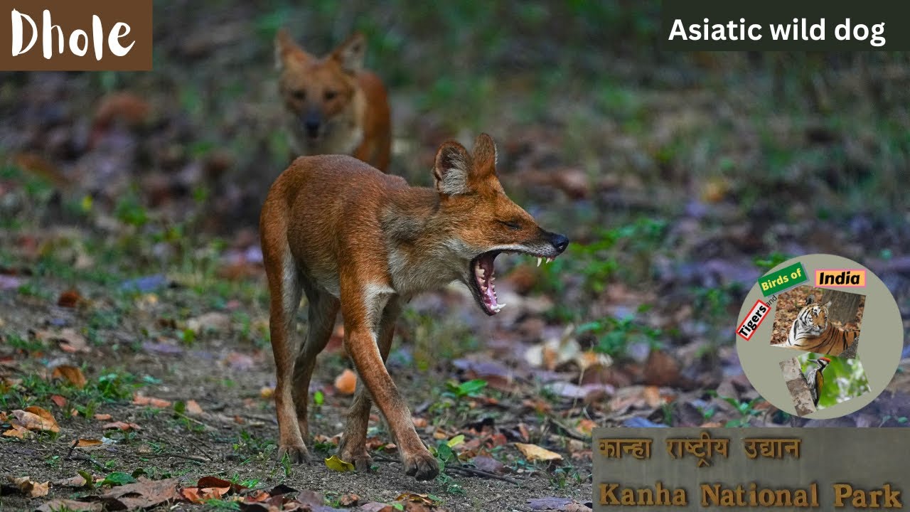 Rare sighting Dhole ( Asiatic wild dog) Kanha National Park - YouTube