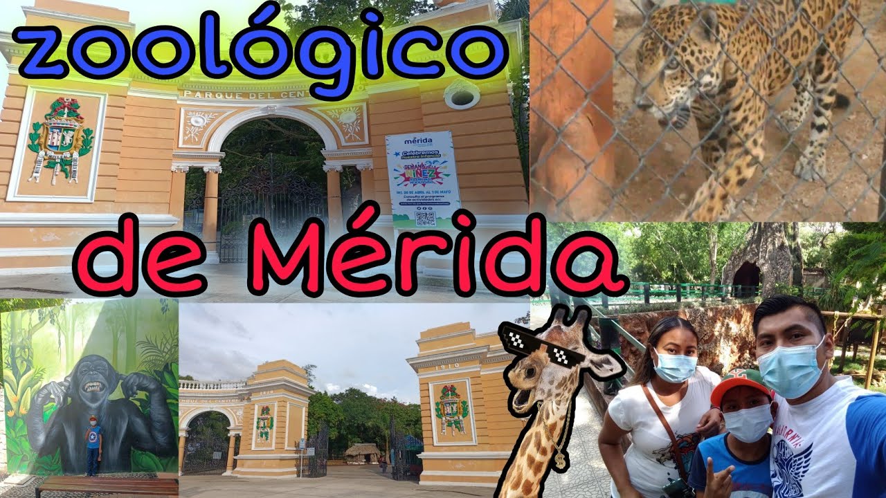 zoológico de Mérida Yucatán 🦁🐅🦒 - YouTube