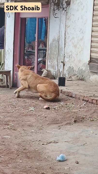 Prank with dog #funny #prank #shahzad #sdk #shoaib #fun #dog - YouTube