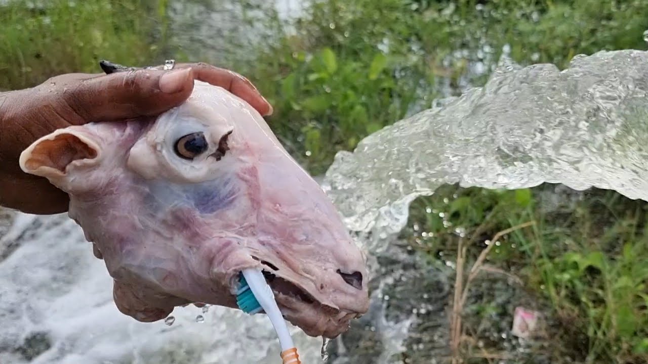 RARE GOAT HEAD RECIPE! Full Goat Head Cooked In Sand! - YouTube