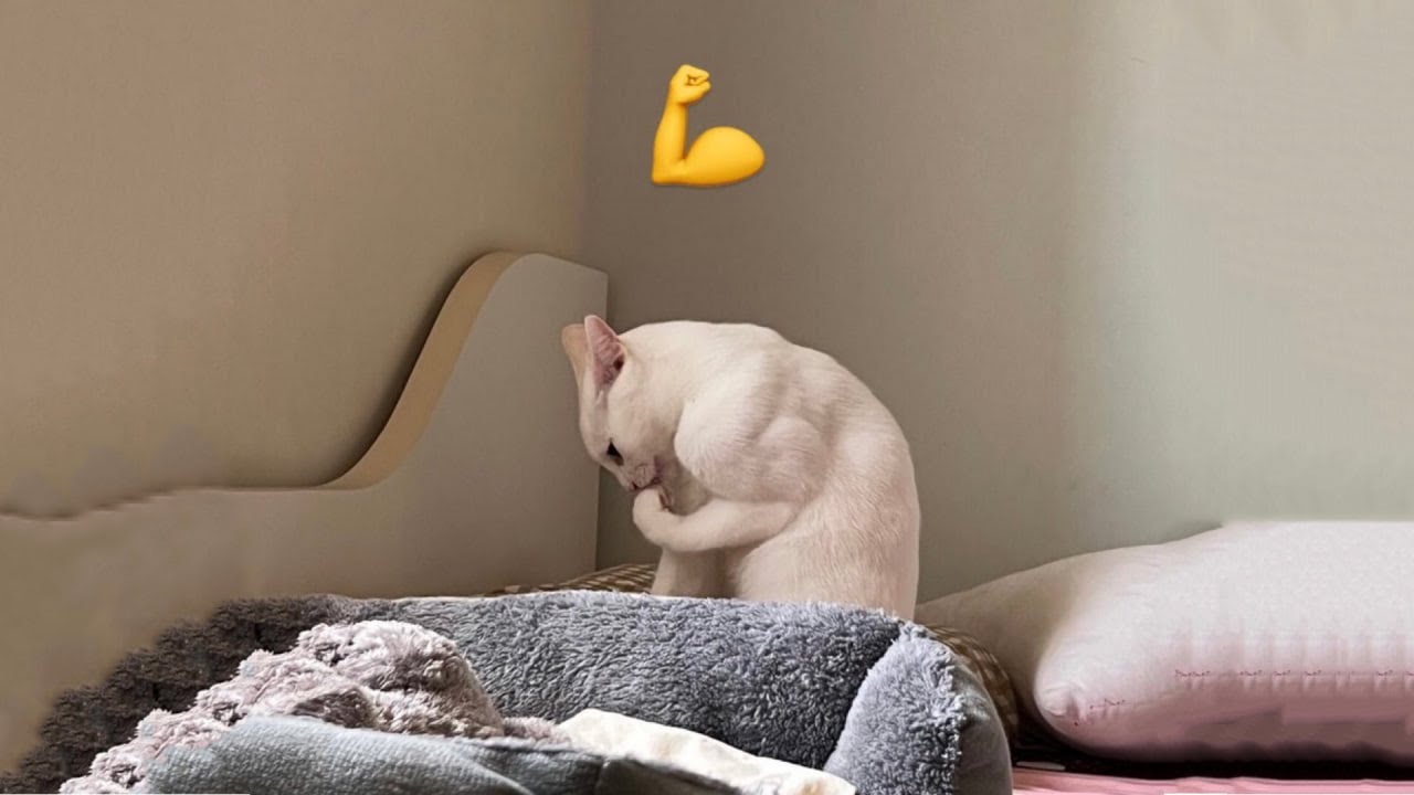 Default Cat Behavior 😹 Funniest Cat Compilation of the Year Part 2 ...