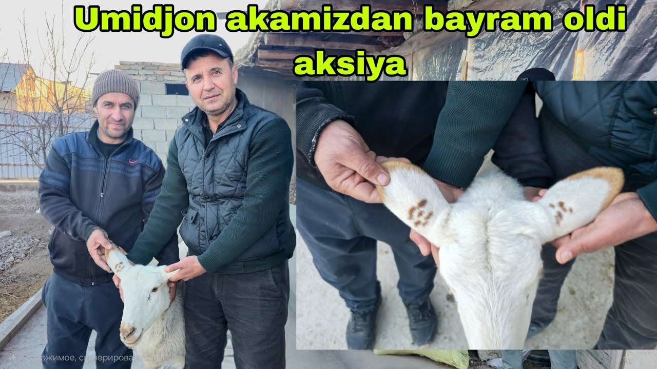 Umid akamizga yangi partiya bo'g'oz qo'ylar onabola qo'ylar.har bir to'da uchun 1ta uloqcha 13 ...