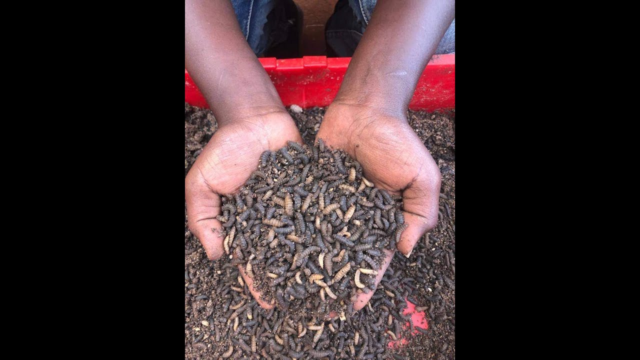 የBlack soldier fly አመራረት በትንሹ black soldier fly farming in Ethiopia ...