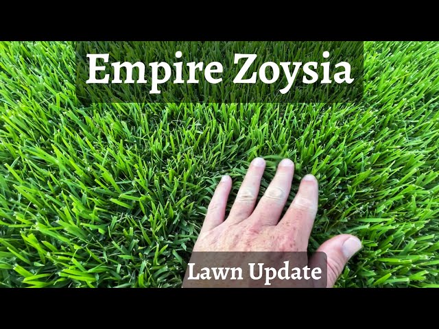 Empire Zoysia Grass