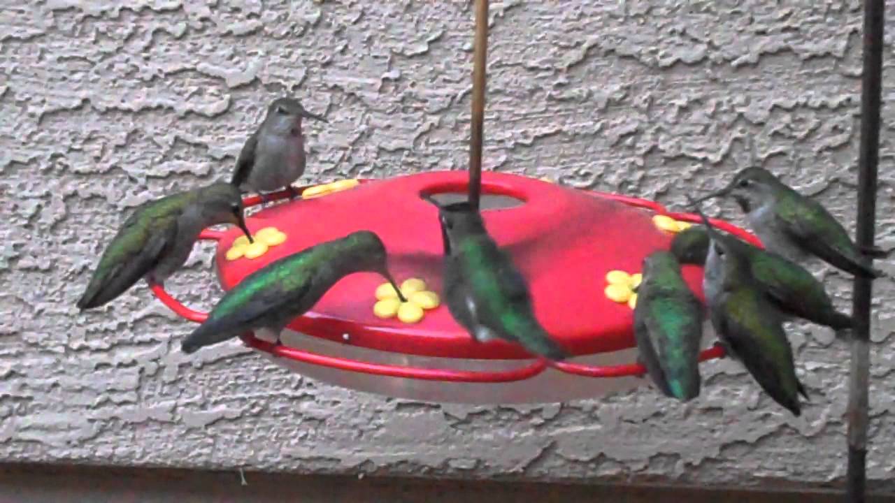 Hummingbird migration-Feeding and mating-Phoenix,AZ 2/2010 - YouTube