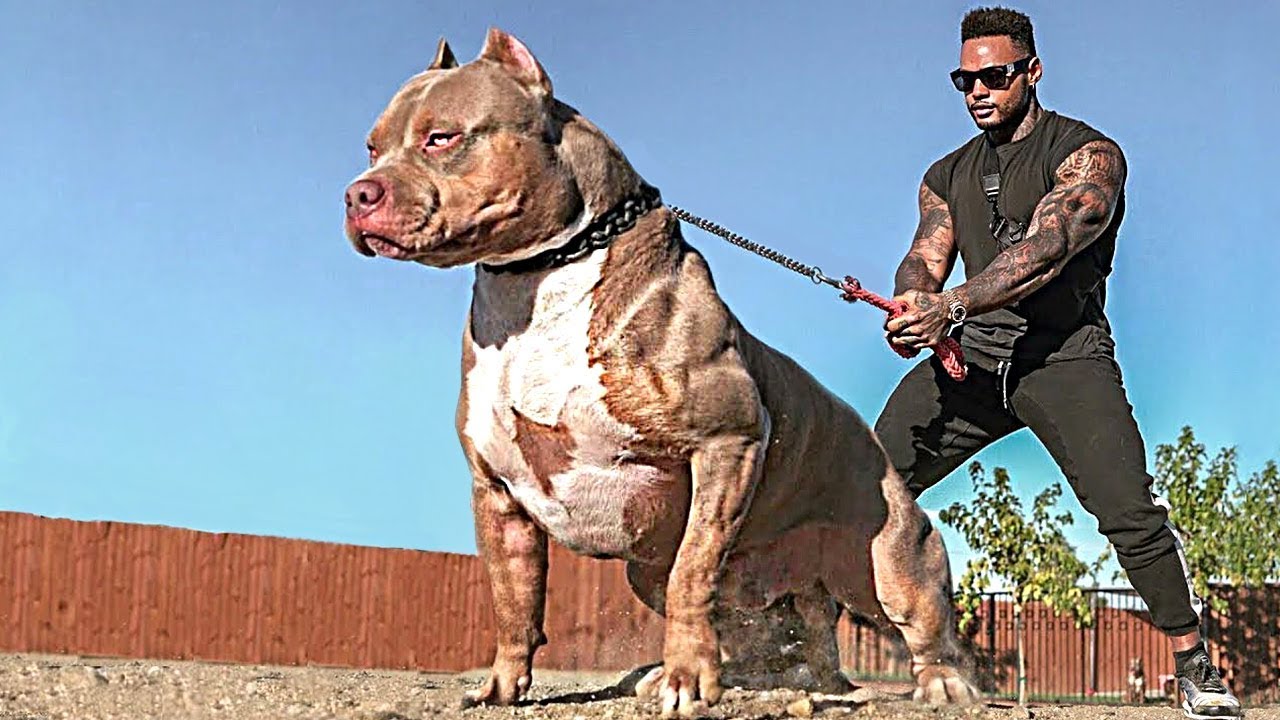 Es Mejor Que Tu Perro No Sepa Acerca de la Existencia de Estas Razas ...