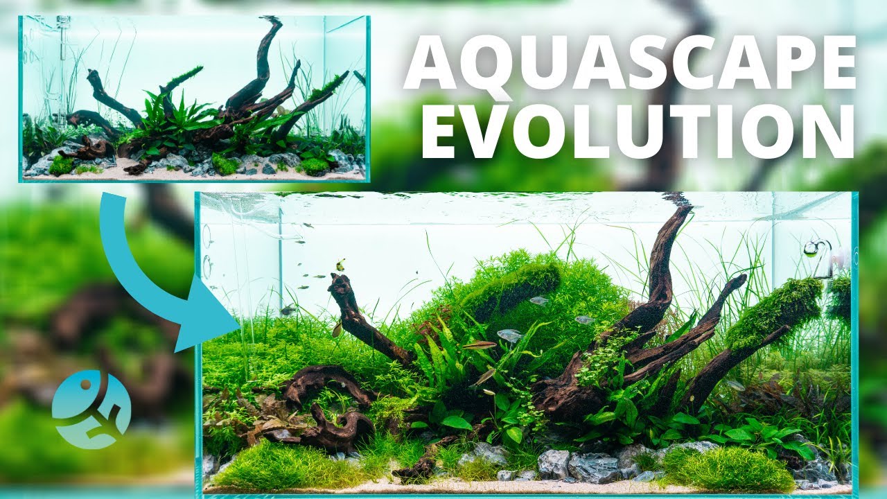 Aquascape Evolution - The World In An Aquarium UPDATE - YouTube